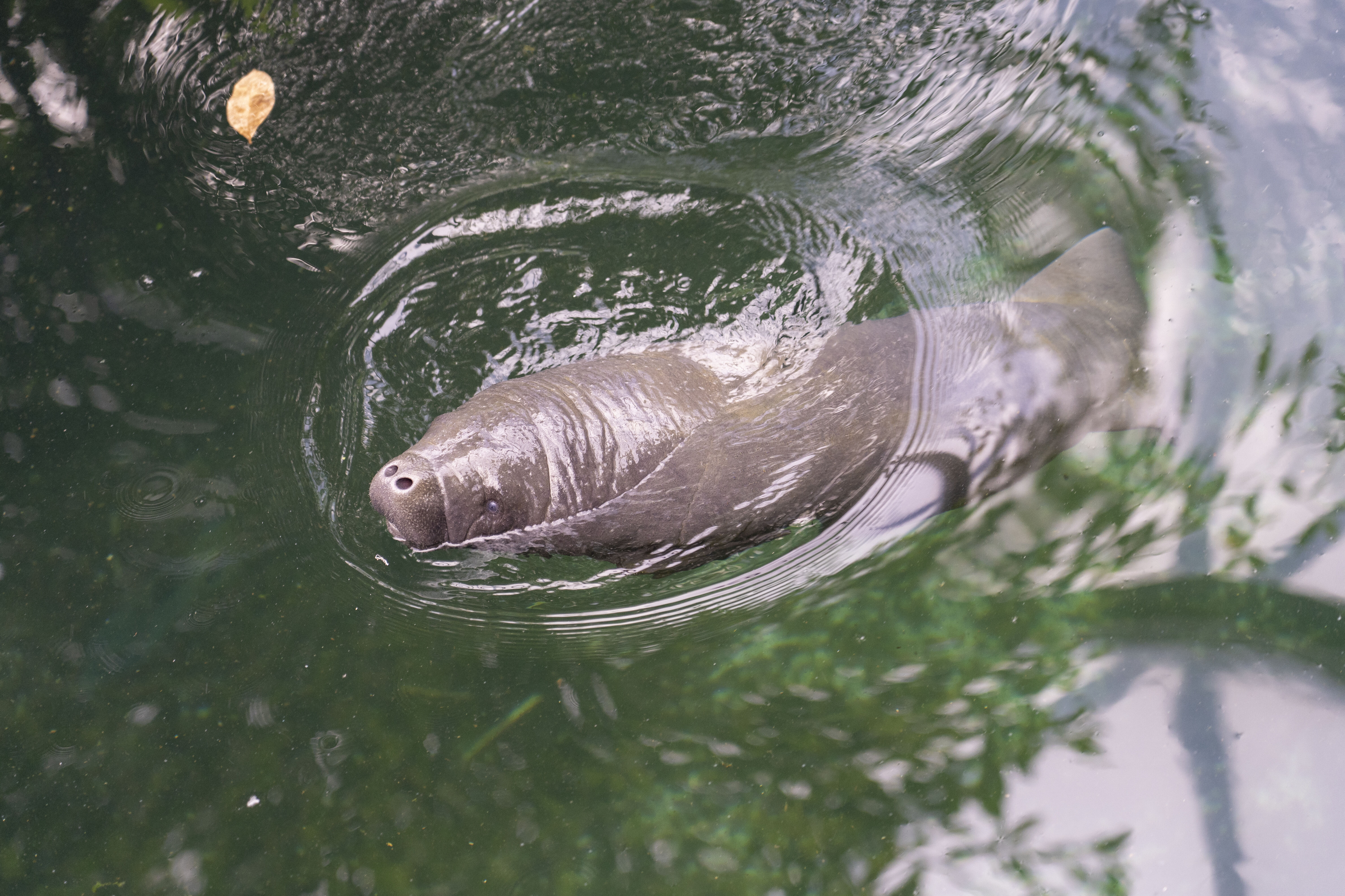 Zeekoe geboren in Burgers' Zoo